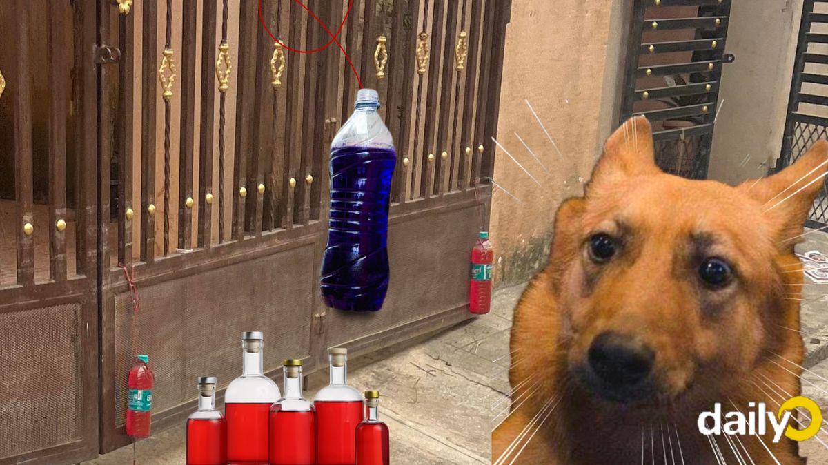 Why Dogs Fear Red Water Bottles: Unveiling the Mystery